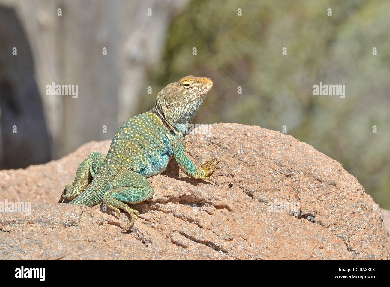 Male Collared Lizard resting on a Rock Stock Photo - Alamy