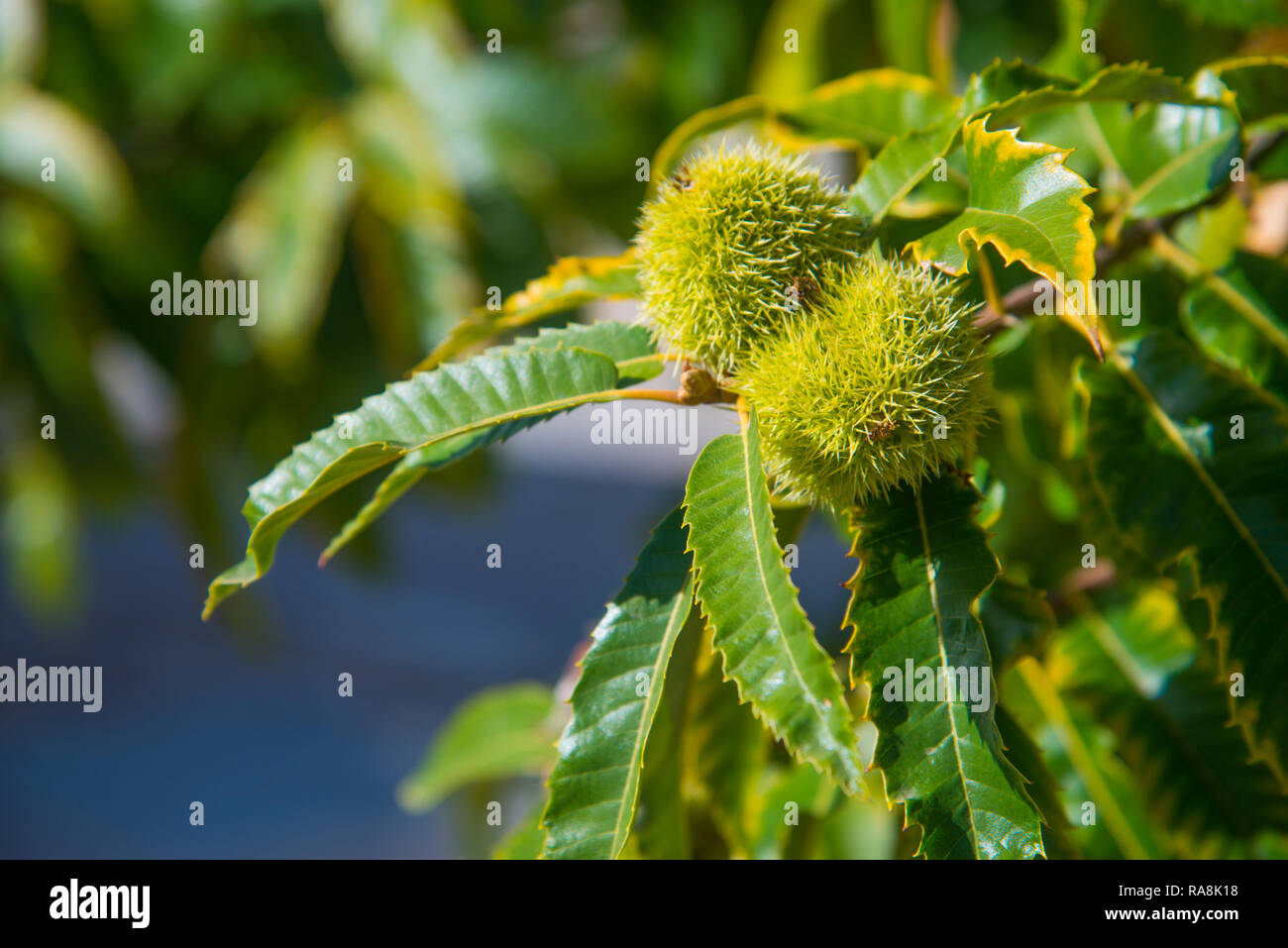 Leaves fruits chestnut tree nature hi-res stock photography and images ...