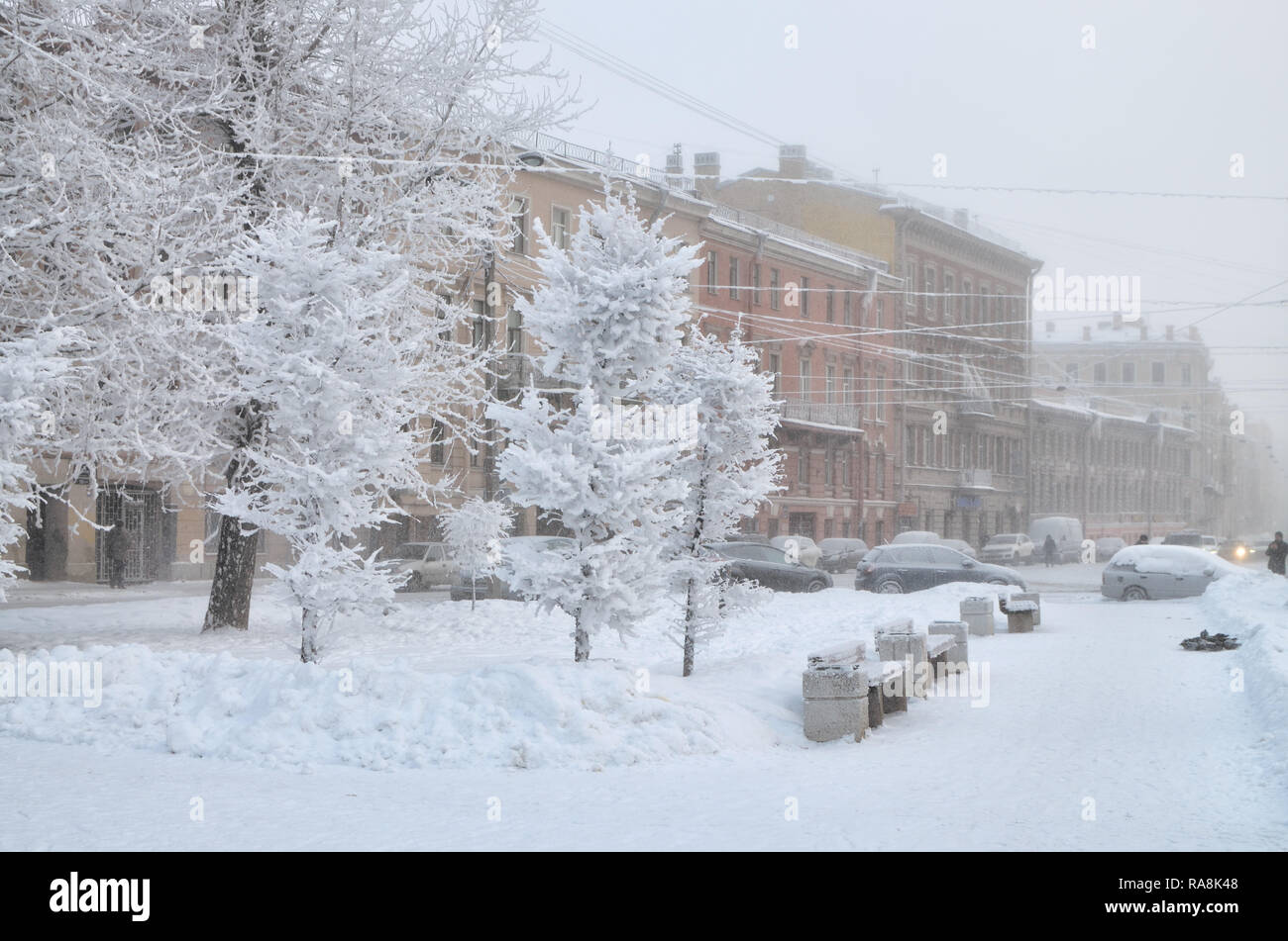 Snow-white winter in the city.The trees are covered with bright snow ...