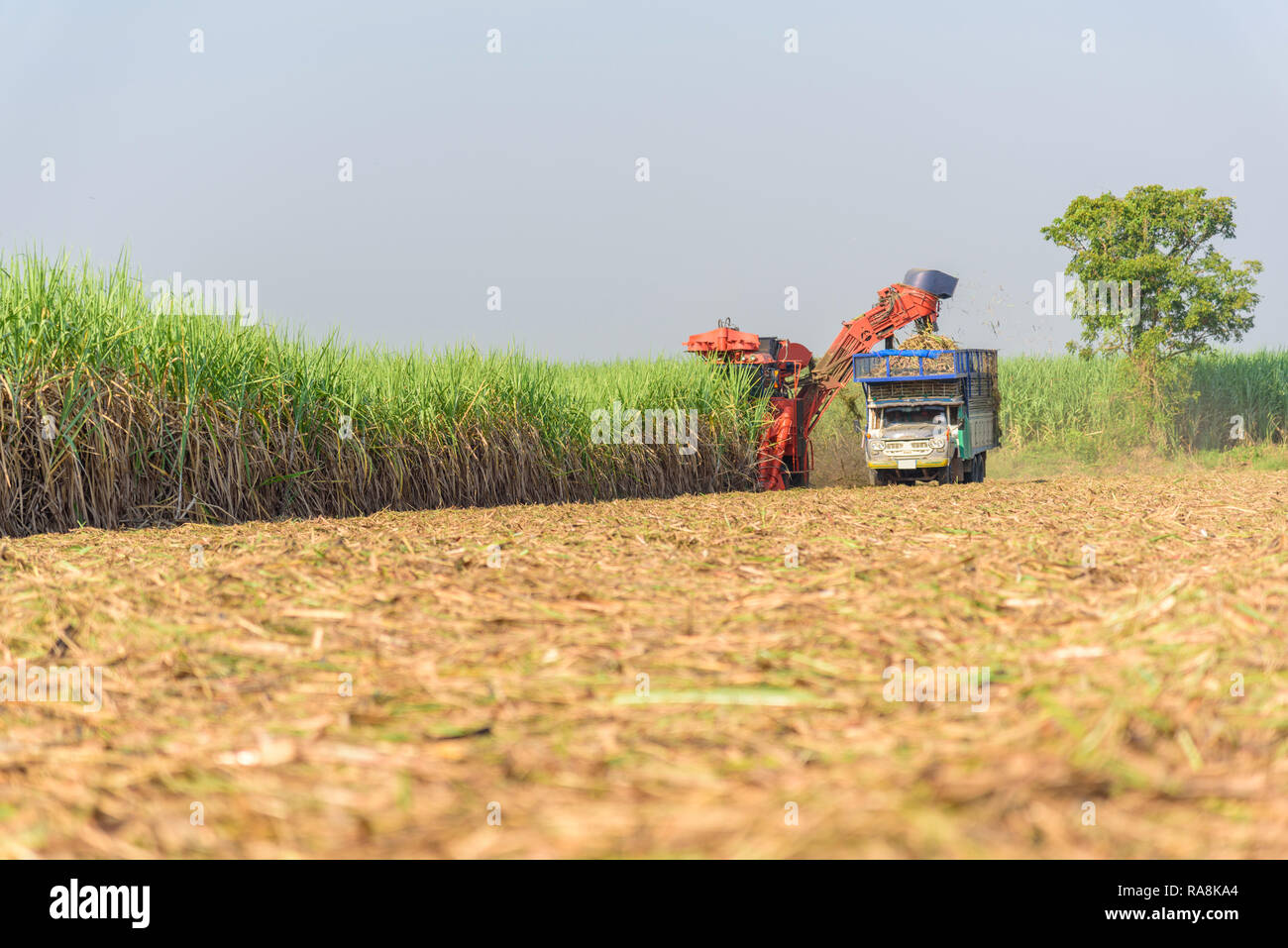 harvest the sugarcane by Sugarcane harvester Stock Photo - Alamy