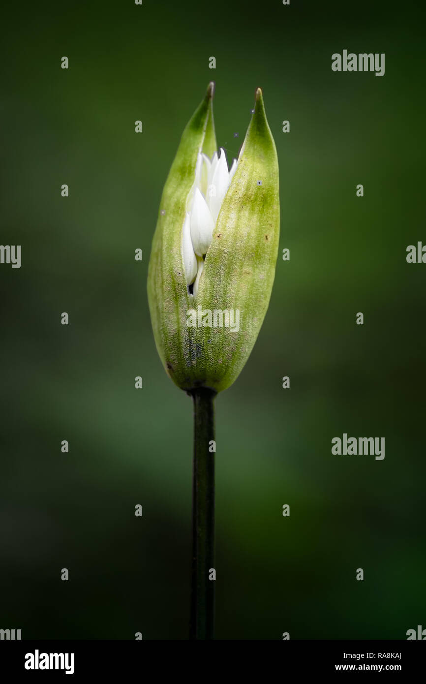 An attractive fine art image of Wild Garlic (Ransom) Allium ursinun ...