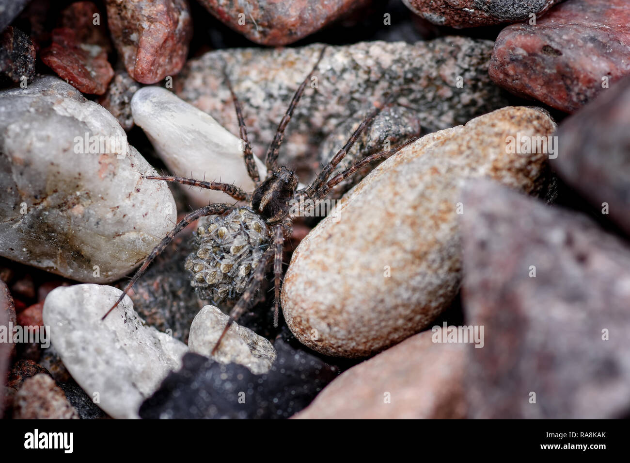 A female Wolf Spider of the family Pardosa, (Thin-legged Wolf Spiders ...