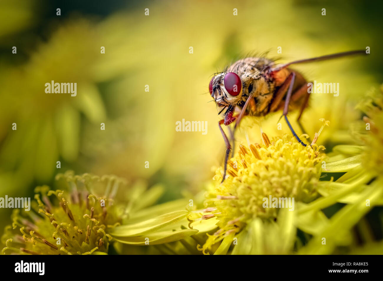 Plants for pollinators hi-res stock photography and images - Alamy