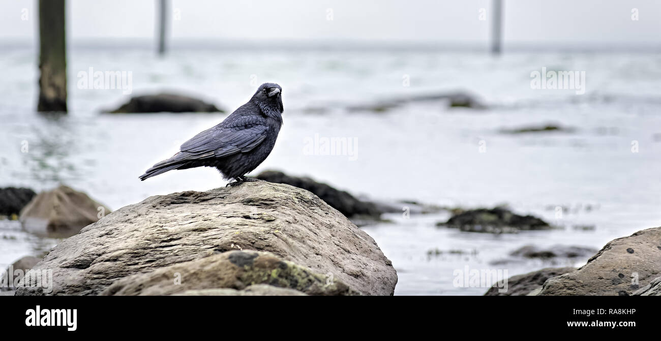 On an overcast day a lone crow ponders his next move while resting ...