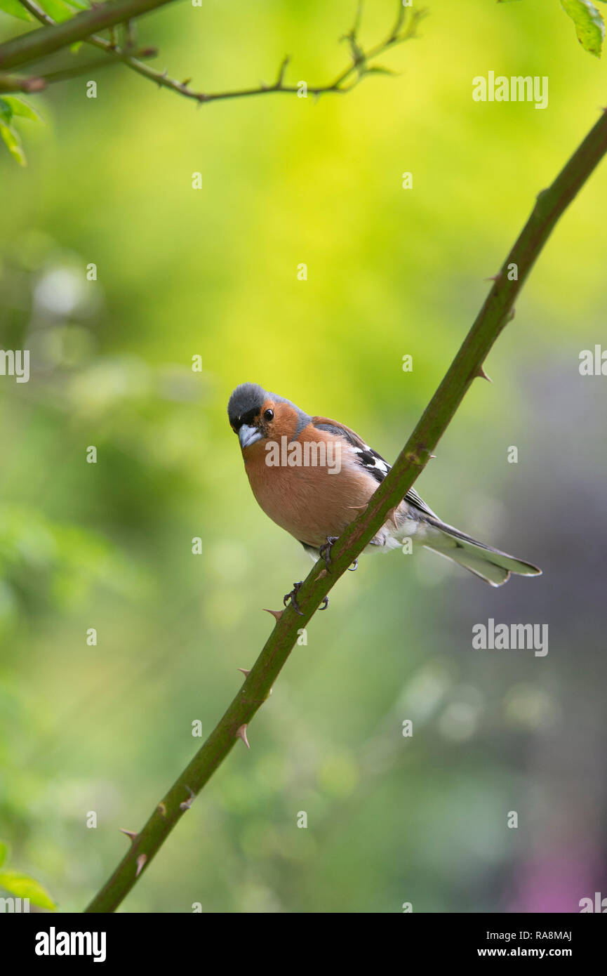Rose finch hi-res stock photography and images - Alamy