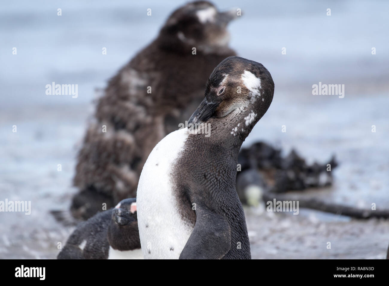 African Penguin (Spheniscus demersus Stock Photo - Alamy