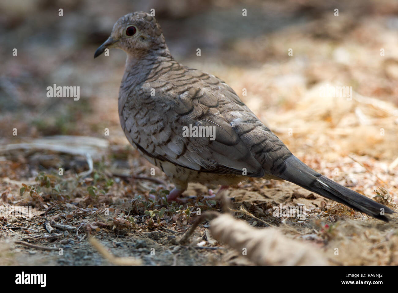 Inca Dove In Flight