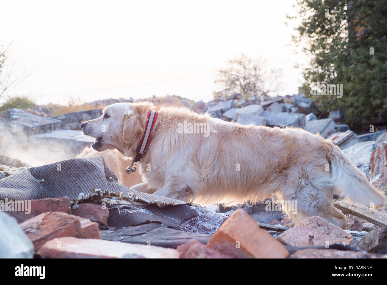 Search and rescue dog earthquake turkey hi-res stock photography and ...