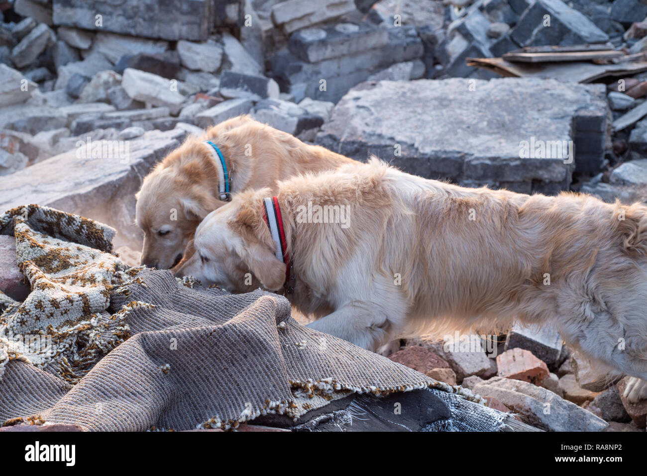 Dog looking for injured people in ruins after earthquake Stock Photo ...