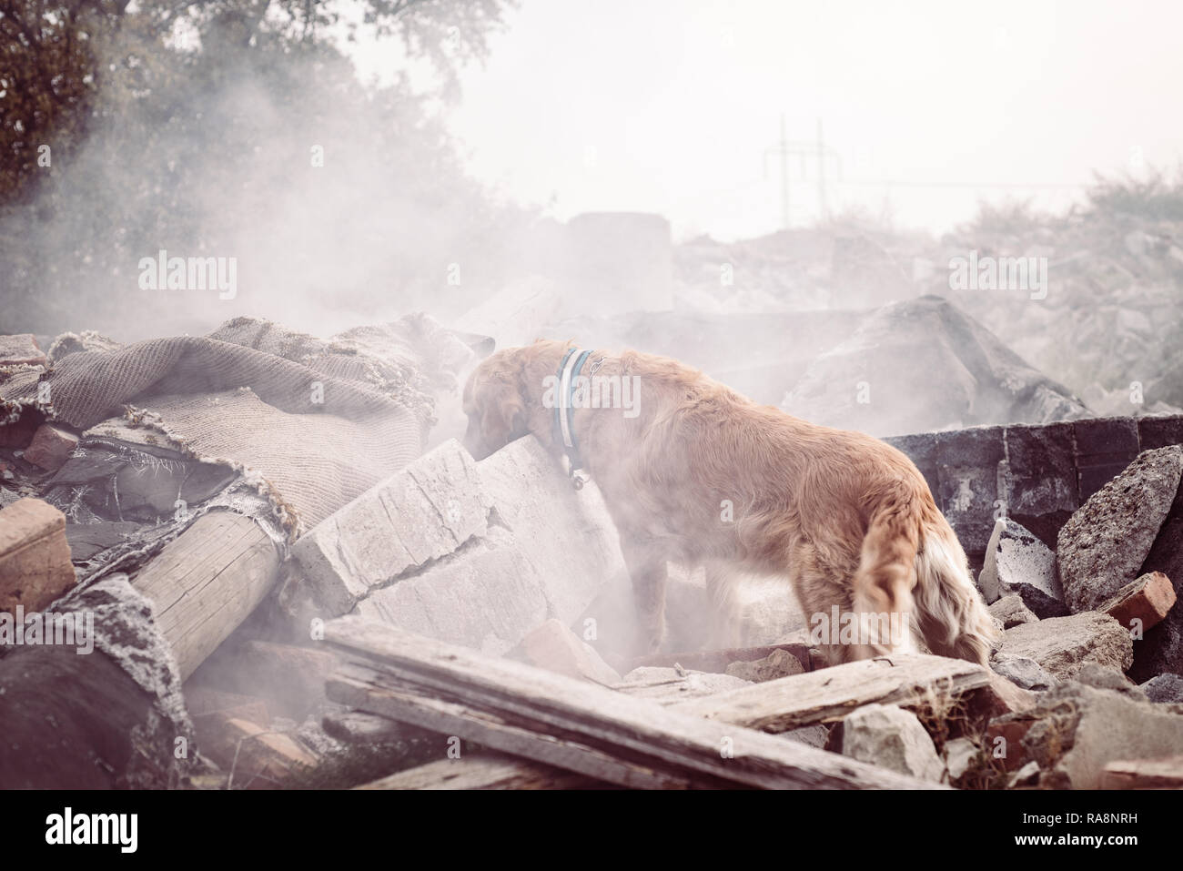 Dog looking for injured people in ruins after earthquake Stock Photo ...