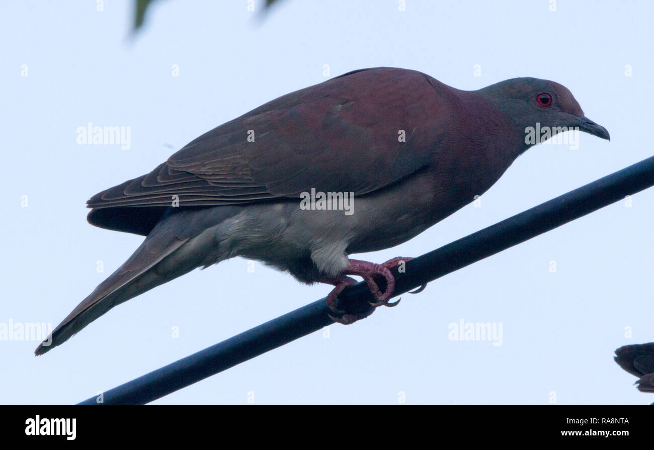 Pale-vented Pigeon (Patagioenas cayennensis Stock Photo - Alamy