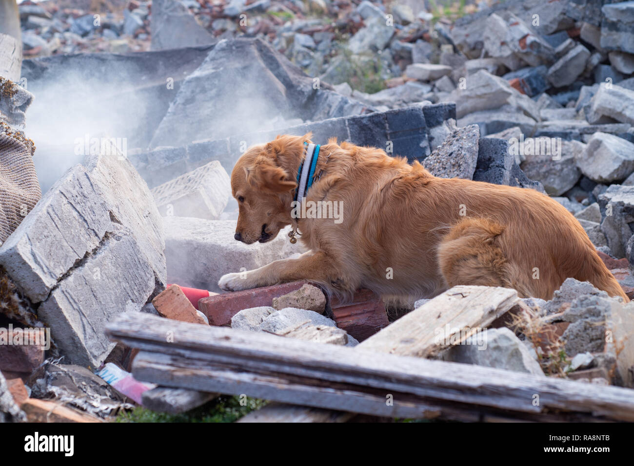 Dog looking for injured people in ruins after earthquake Stock Photo ...