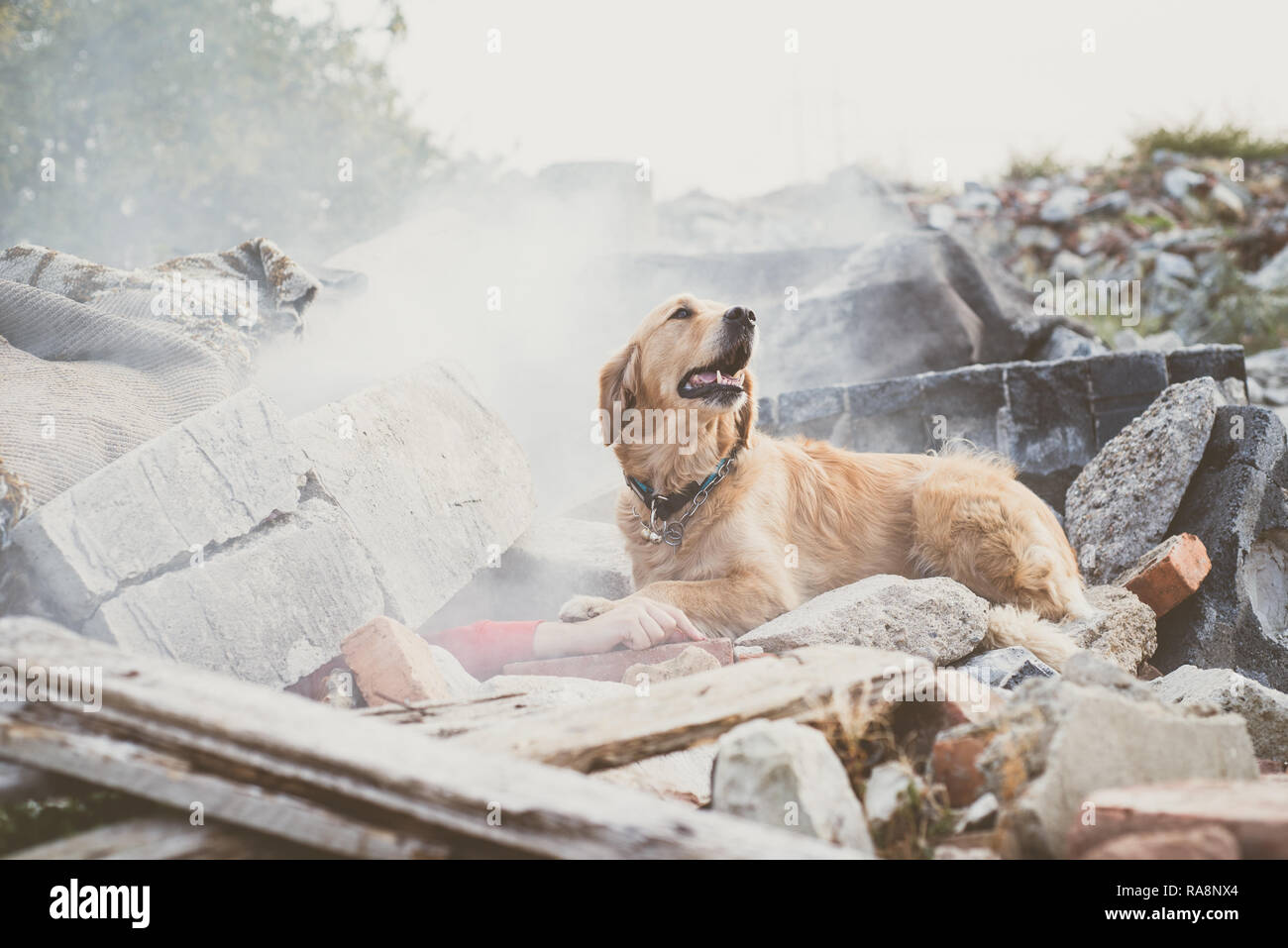 Dog earthquake hi-res stock photography and images - Alamy