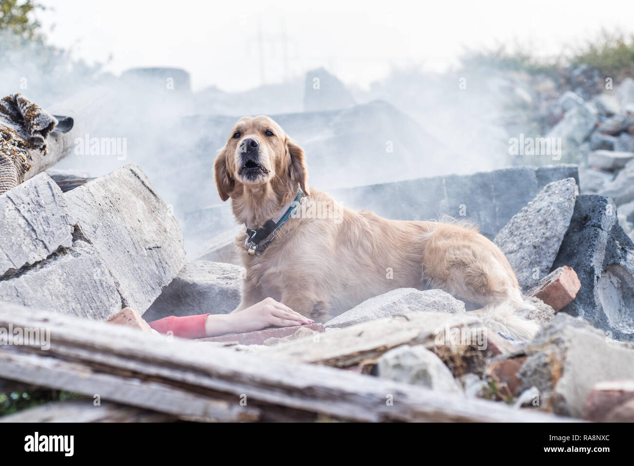 Dog looking for injured people in ruins after earthquake Stock Photo ...