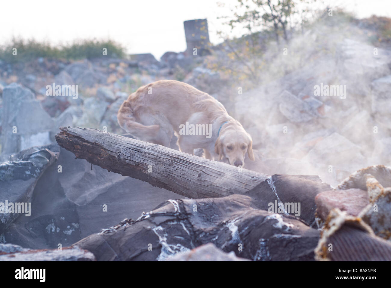Dog looking for injured people in ruins after earthquake Stock Photo ...