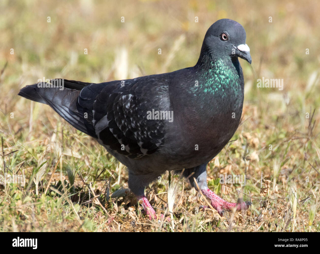 Rock pigeon south africa hi-res stock photography and images - Alamy
