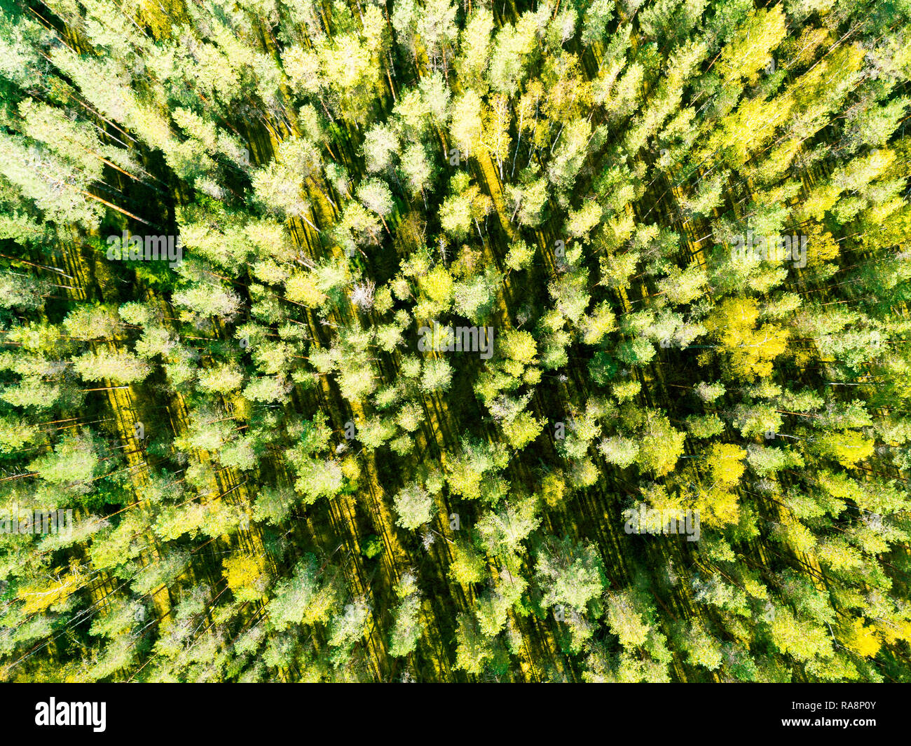 Aerial view of a green forest. Beautiful landscape. Clouds over the ...