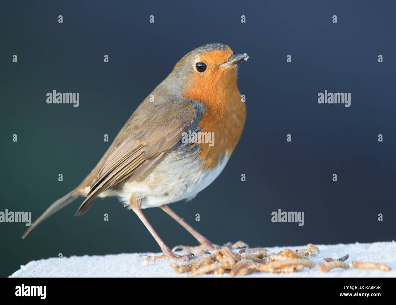 British bird robin hi-res stock photography and images - Alamy