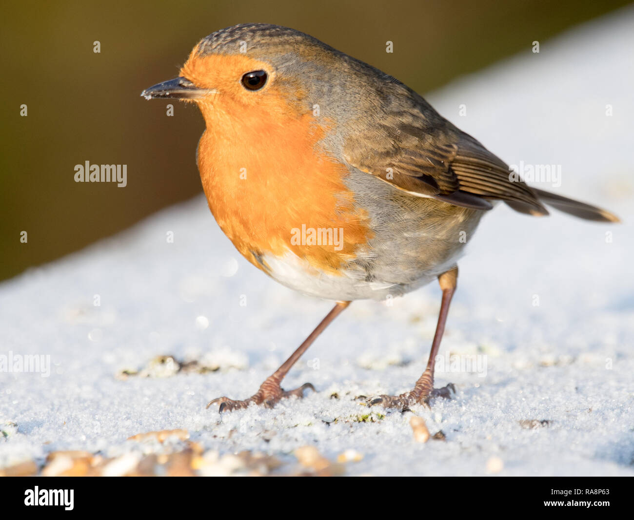 British bird robin hi-res stock photography and images - Alamy
