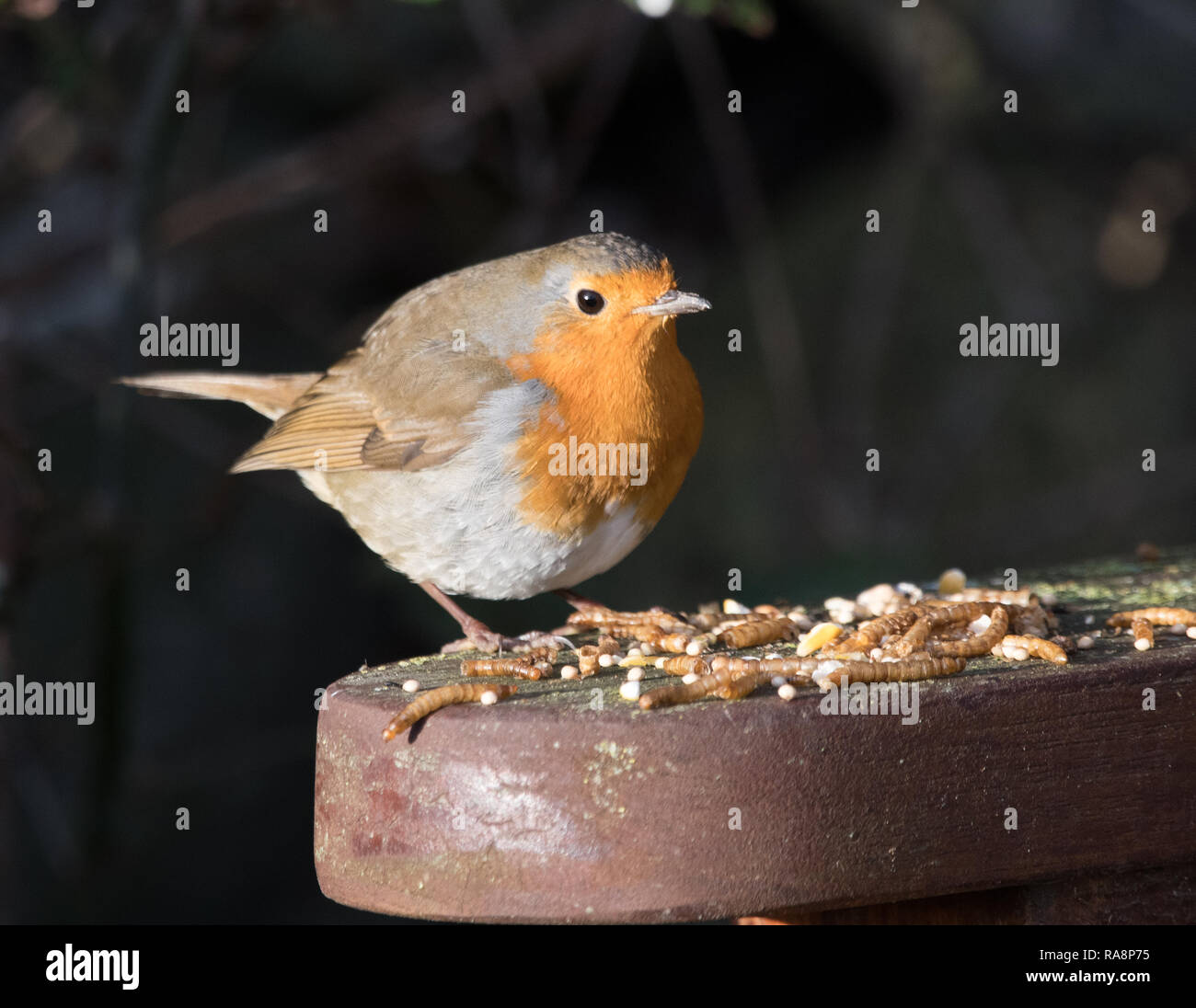British bird robin hi-res stock photography and images - Alamy