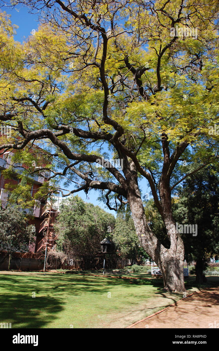 An impressive old tree in the gardens of Melrose House on Burgers Park ...