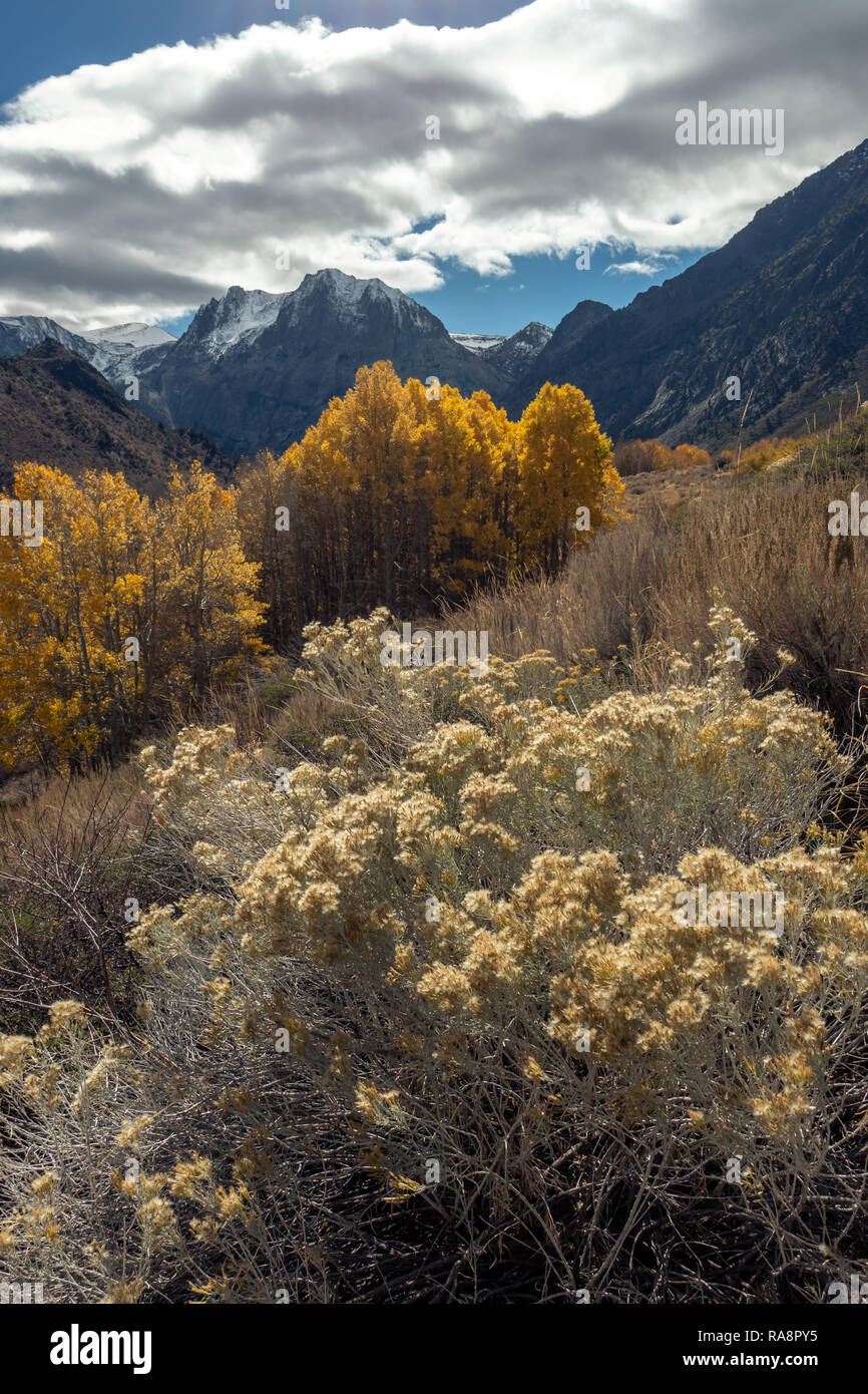 Eastern Sierra Fall Colors, June Lake, California Stock Photo - Alamy