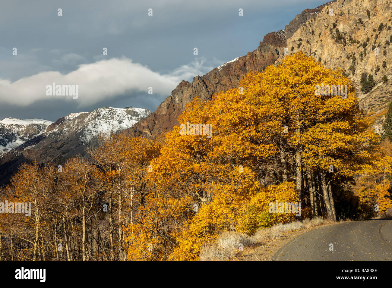 Eastern Sierra Fall Colors, Lundy Canyon, California Stock Photo - Alamy