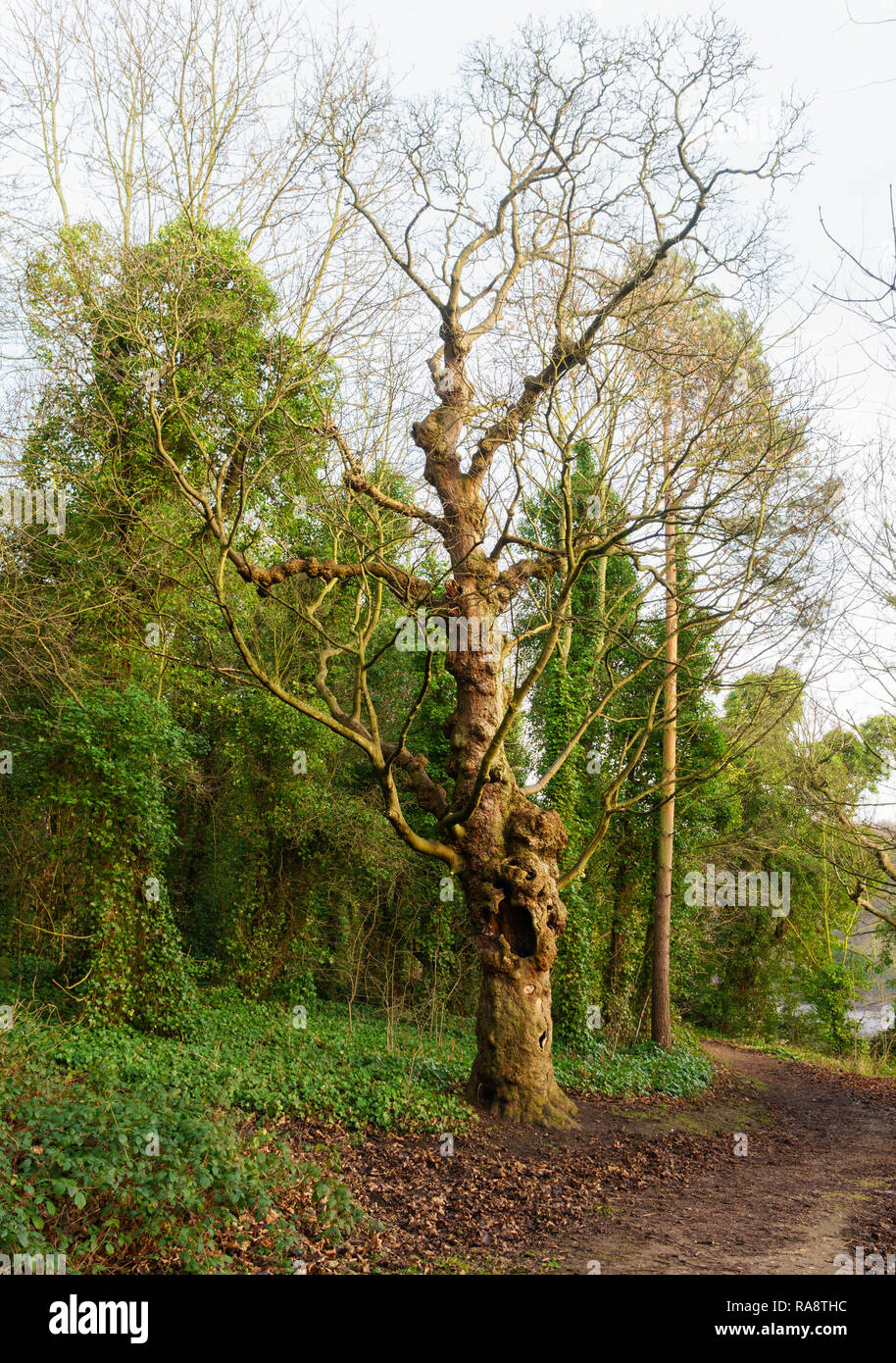 Old Gnarled Tree Stock Photos & Old Gnarled Tree Stock Images - Alamy