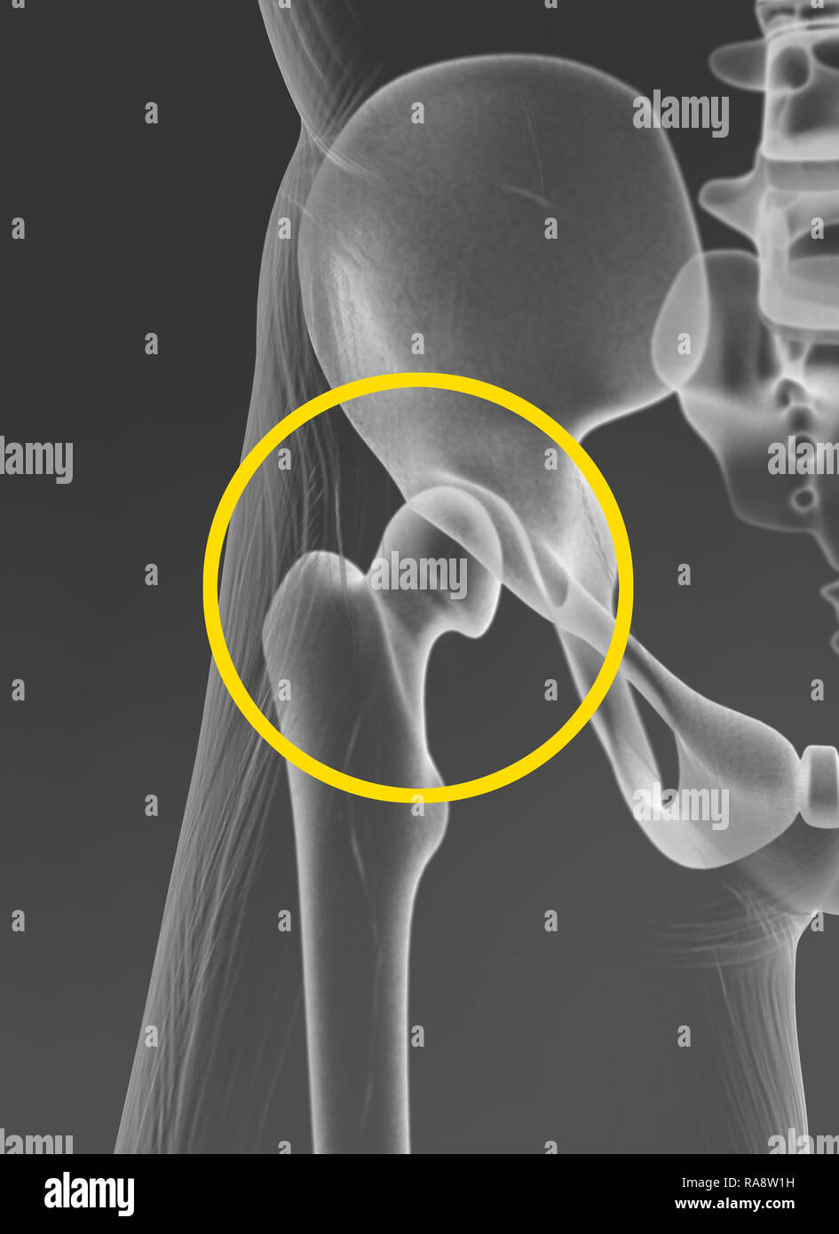 Hip joint, pelvis, medically 3D artwork, radiography Stock Photo - Alamy