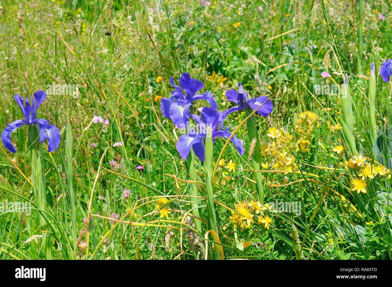 Beautiful wild spring flowers irises hi-res stock photography and ...