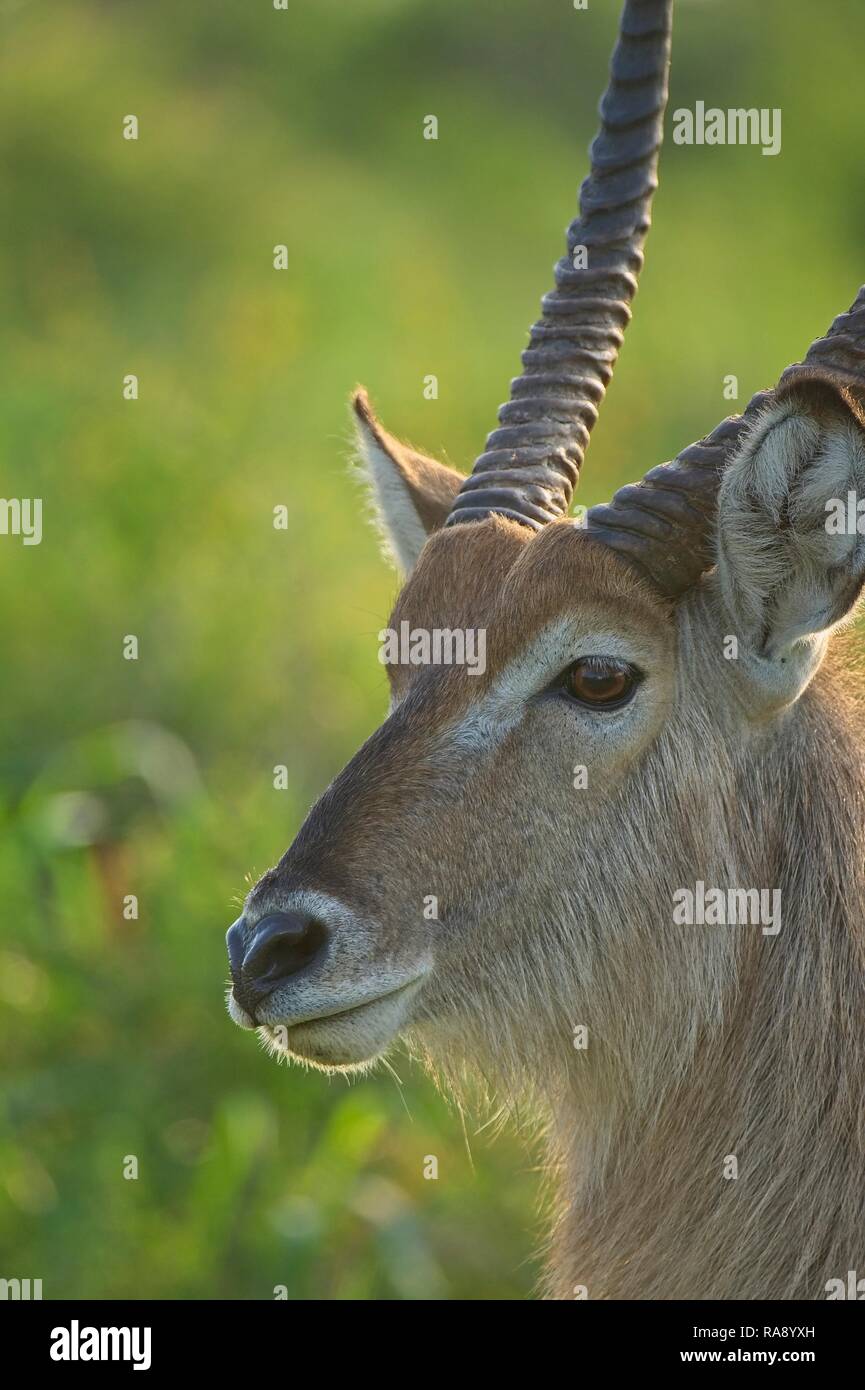 South African wildlife Stock Photo - Alamy