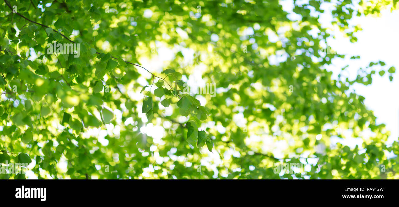 New leaves in summer Stock Photo - Alamy