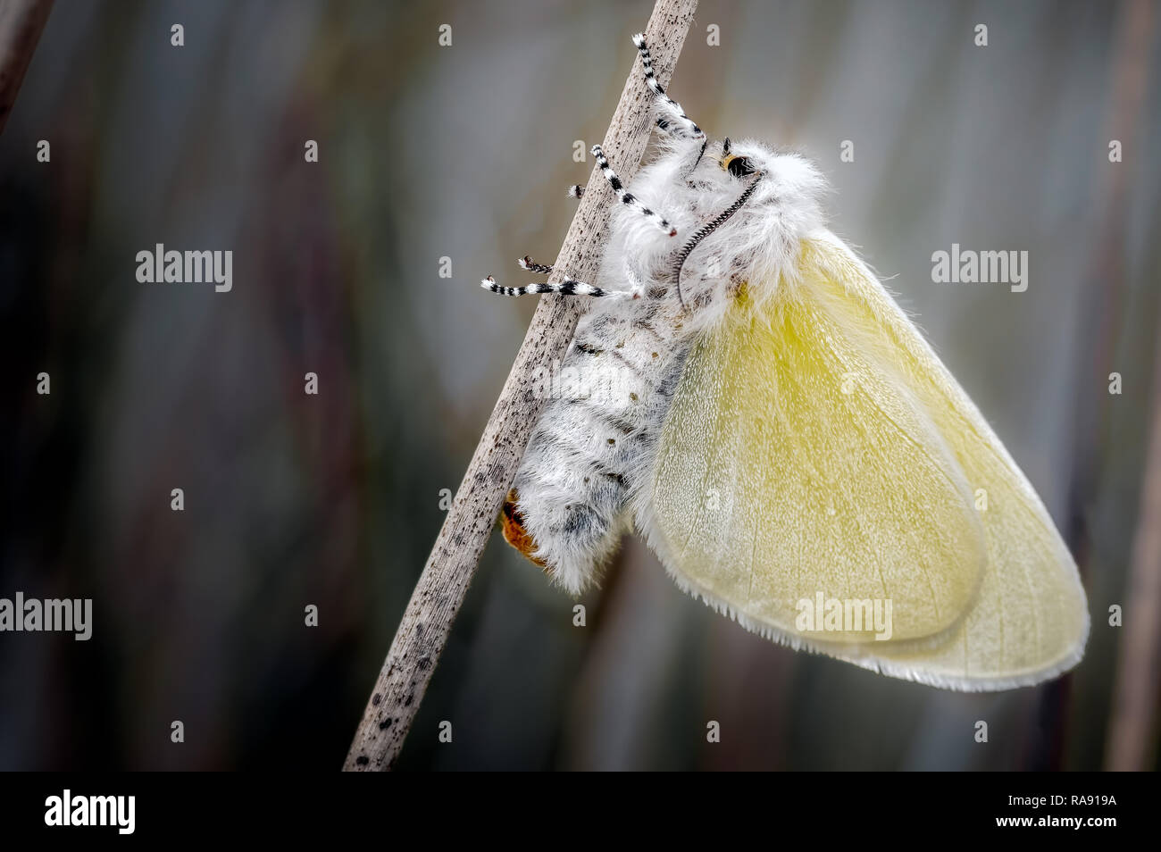 This image was taken locally at Ainsdale LNR where the White Satin ...