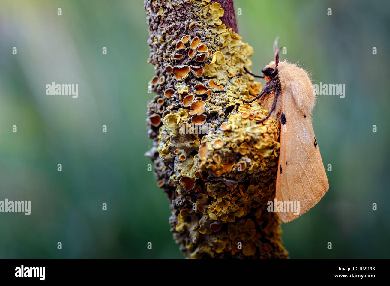 Buff ermine macro moth resting on a heavily lichenised twig. The moth ...