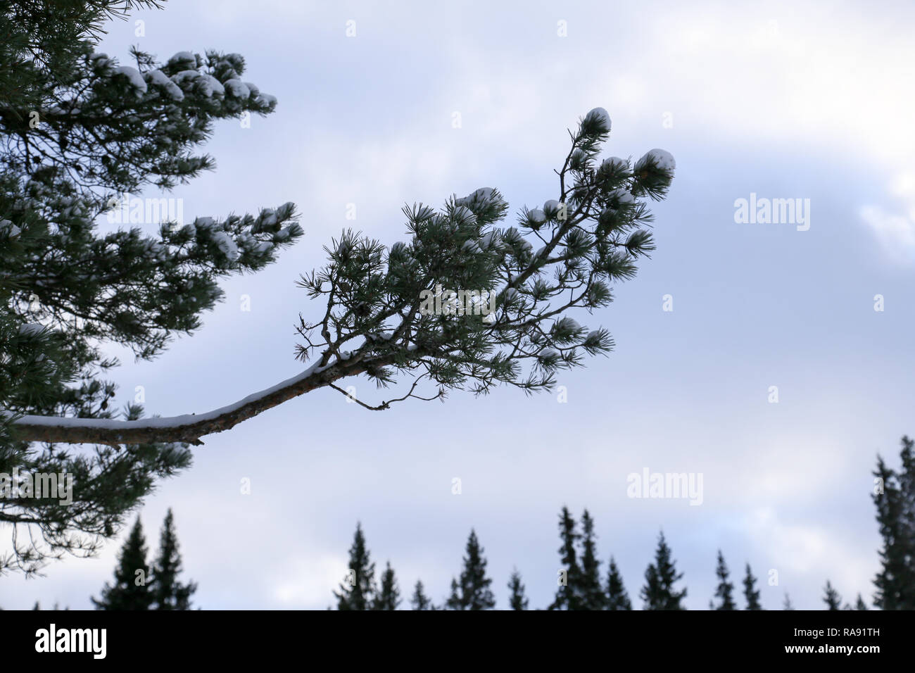 Fire tree branch in winter with cloud Stock Photo - Alamy