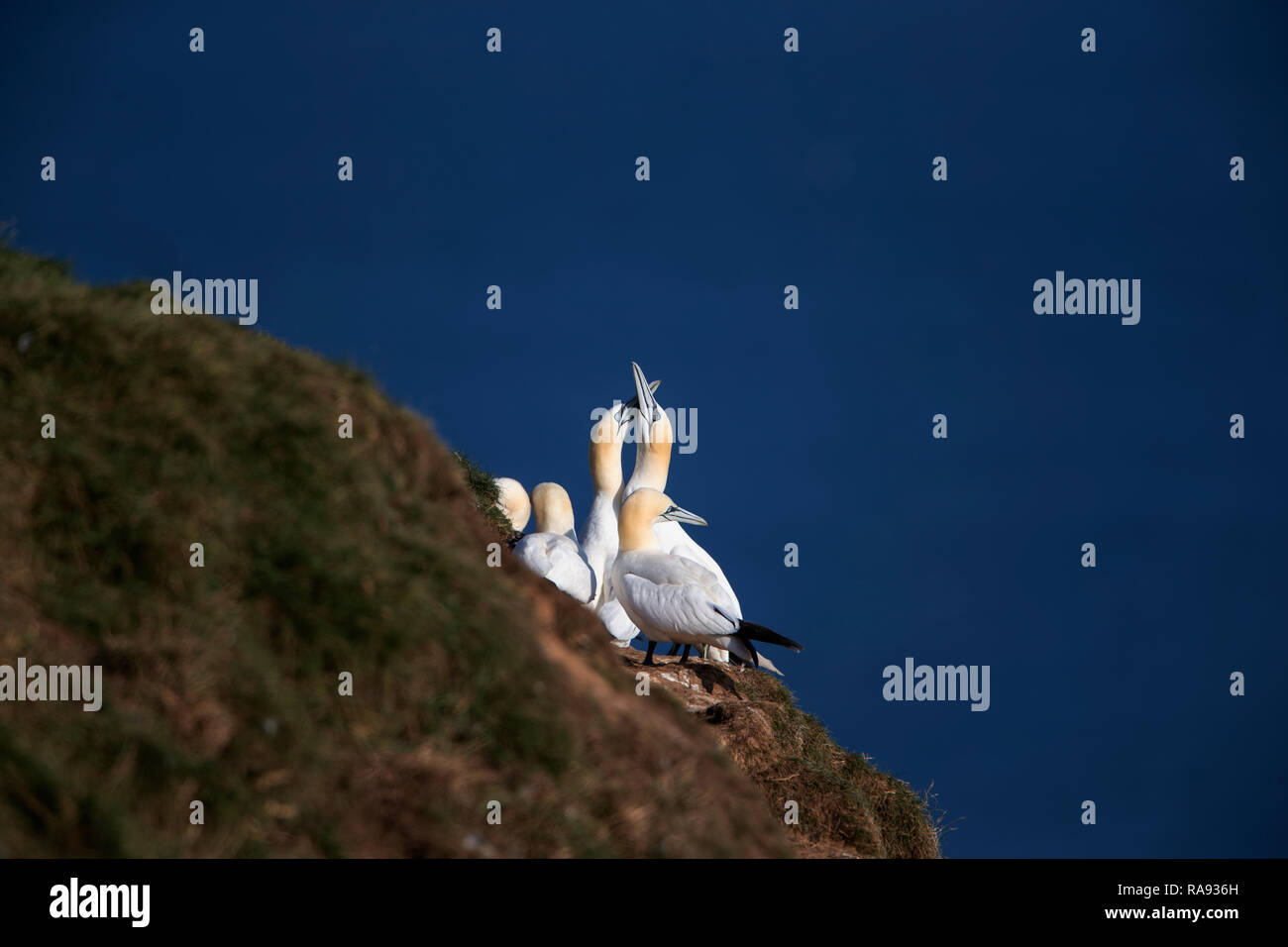 Large sea birds hi-res stock photography and images - Alamy