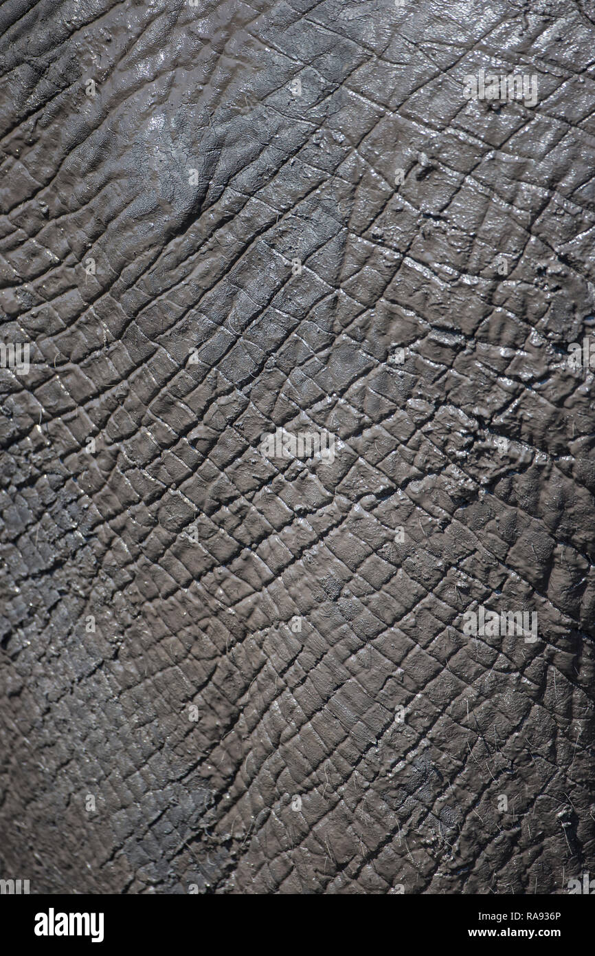 Elephant hide after mud bath hi-res stock photography and images - Alamy