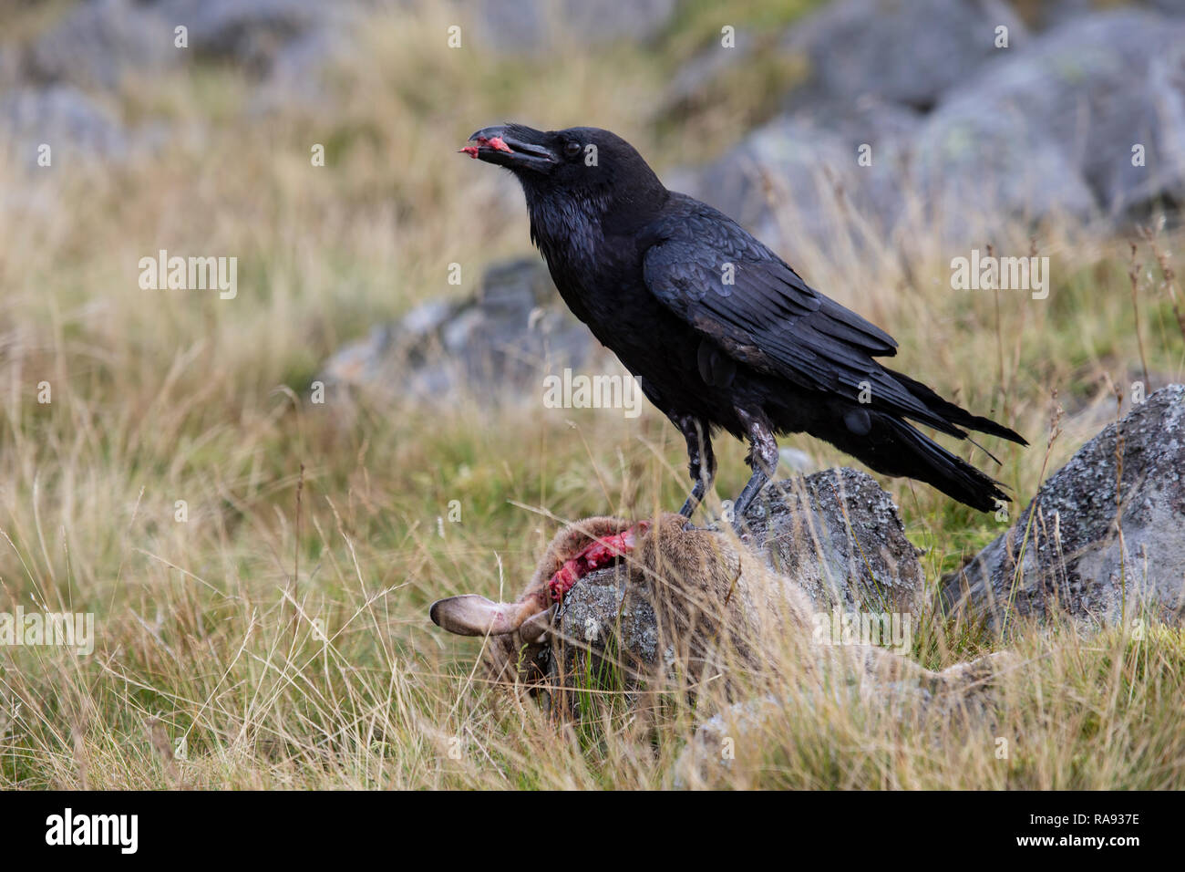 Raven eating carrion hi-res stock photography and images - Alamy