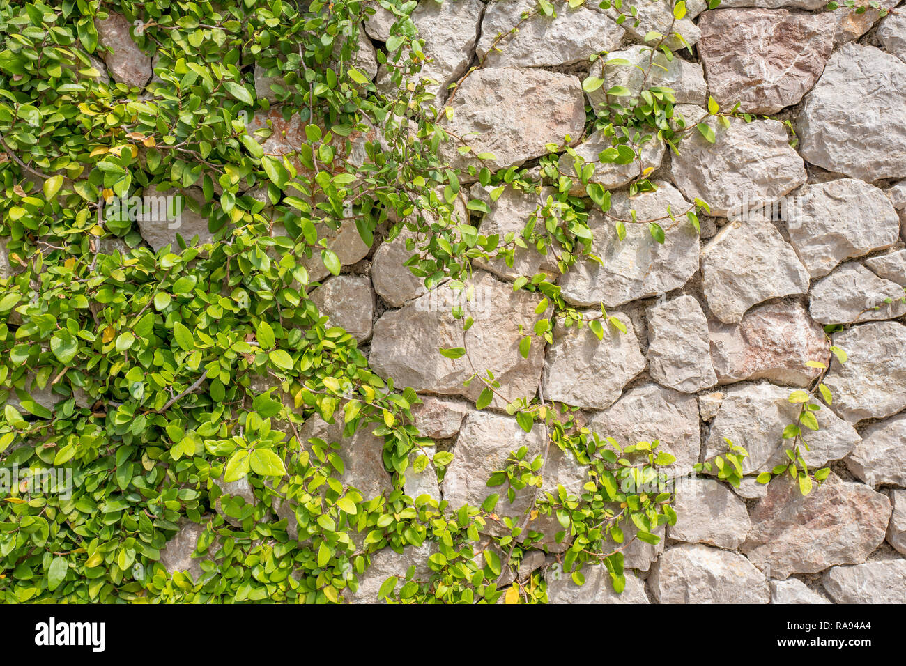 Basalt Wall Close Up Background High Resolution Stock Photography and ...