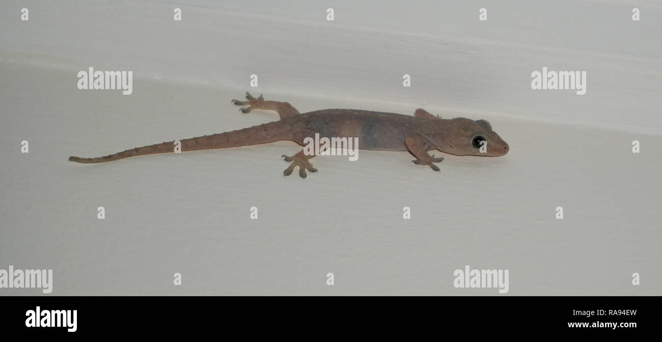 House Gecko Stock Photos & House Gecko Stock Images - Alamy