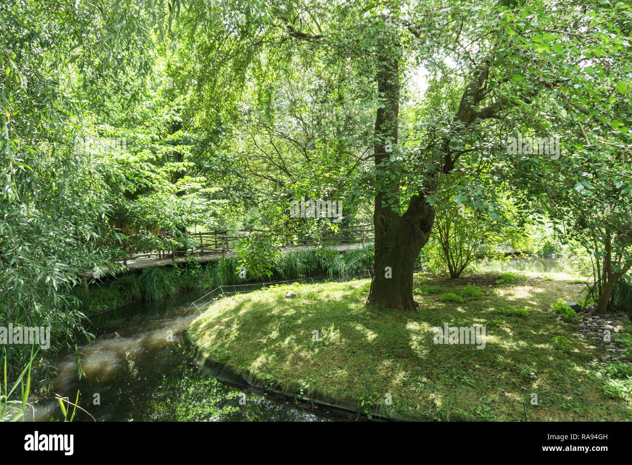 Green tree in the middle of the river in the park Stock Photo - Alamy
