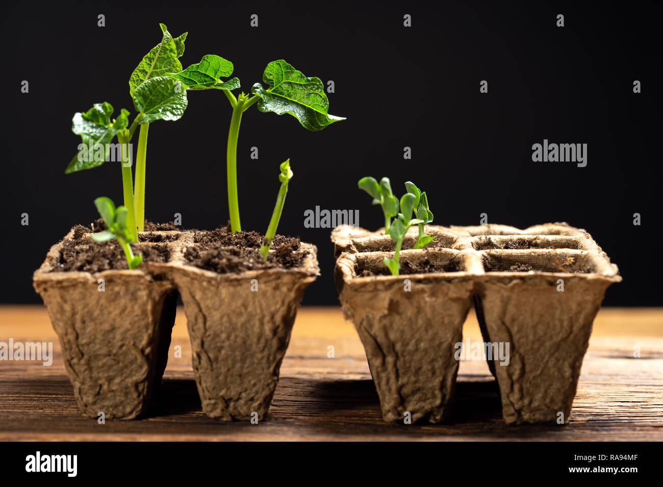 sprouted plant little green plants in pot Stock Photo - Alamy
