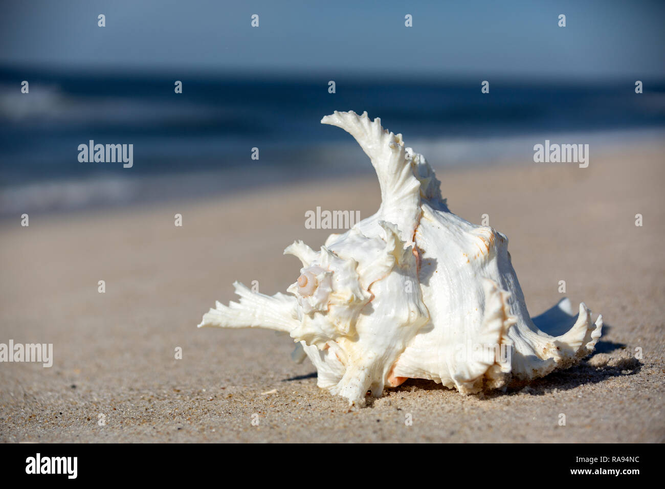 New york long island beach seashell hi-res stock photography and images ...