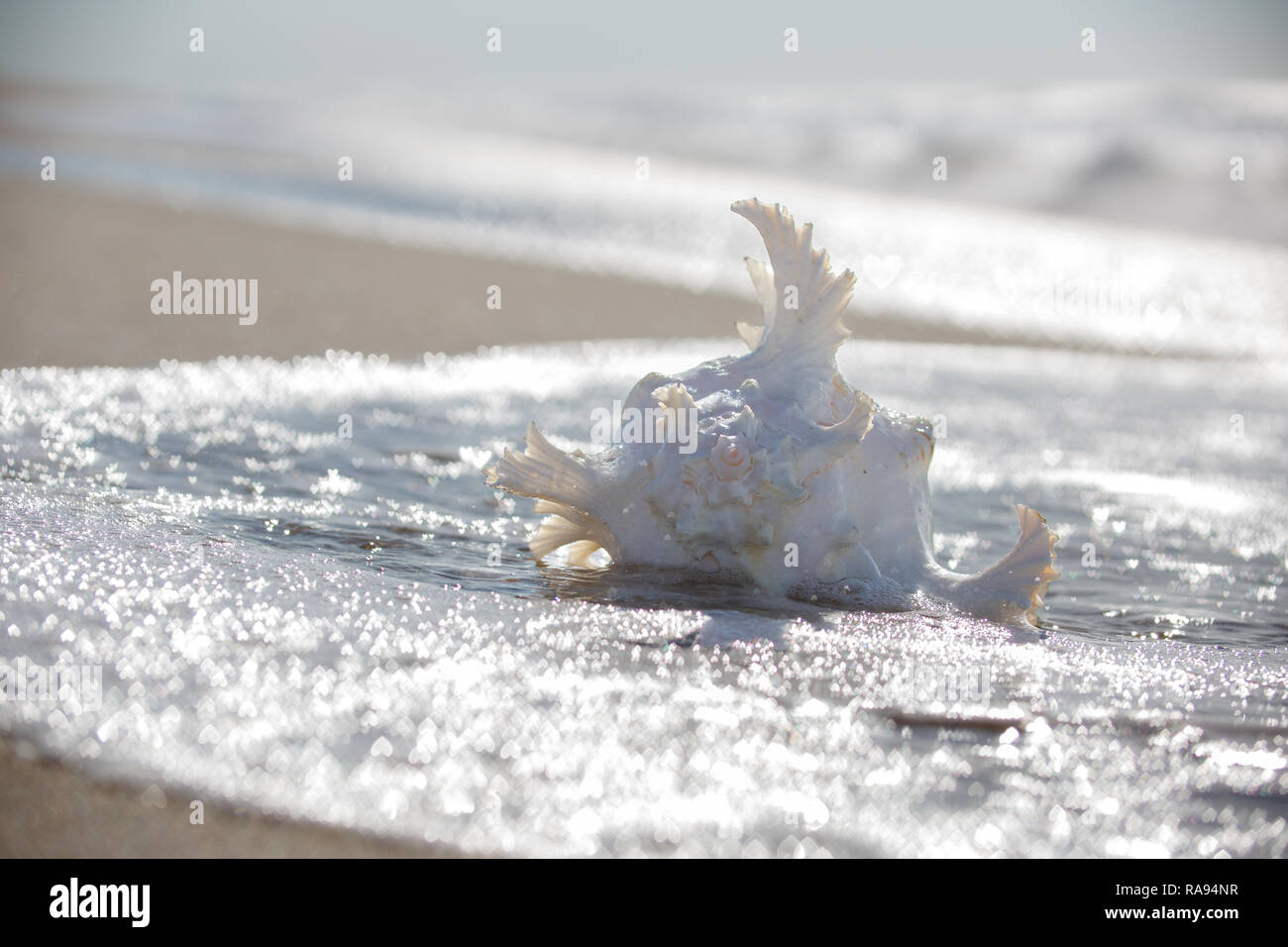 Seashell on the beach Stock Photo - Alamy