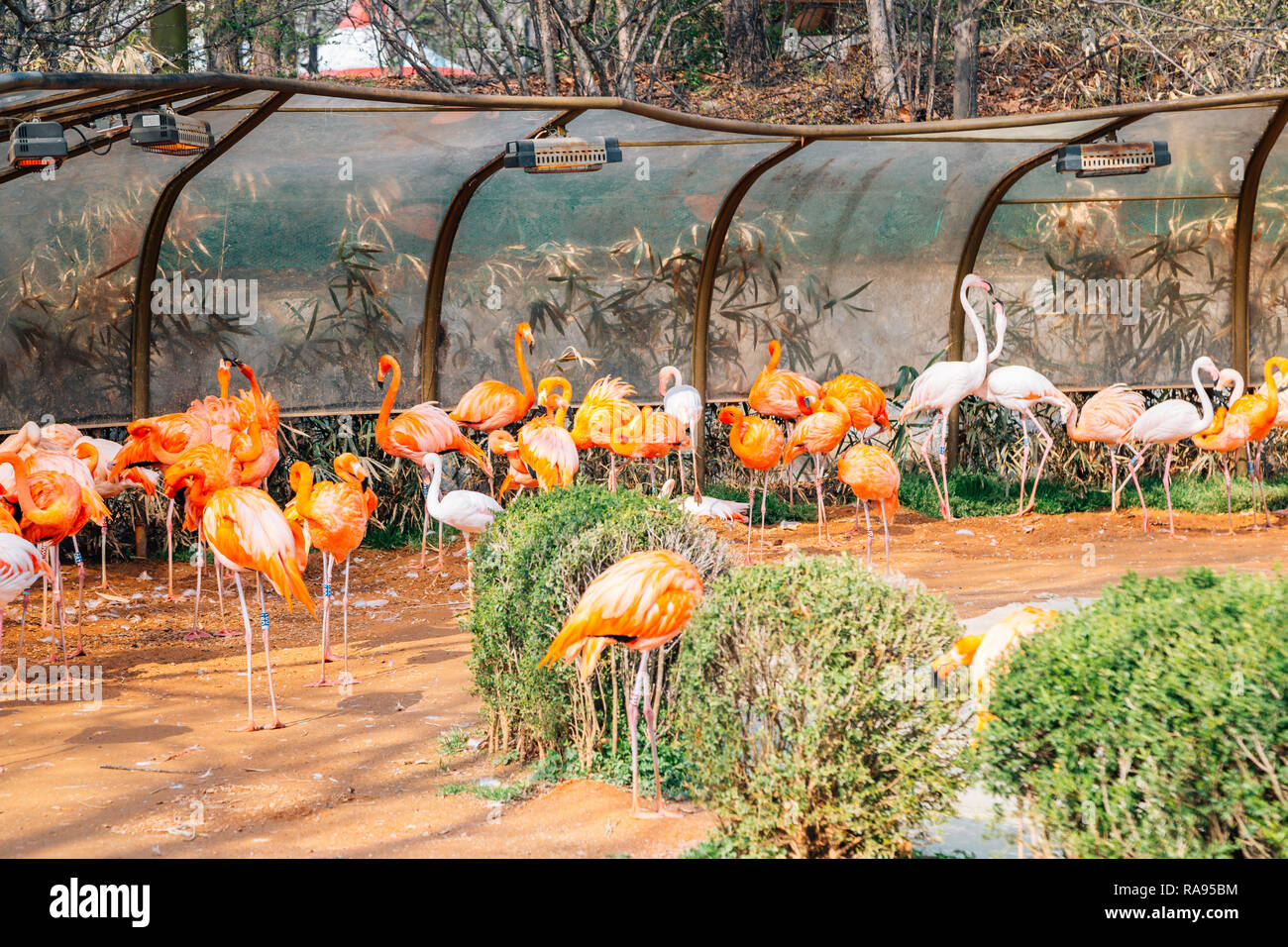 Pink flamingo in farm High Resolution Stock Photography and Images - Alamy