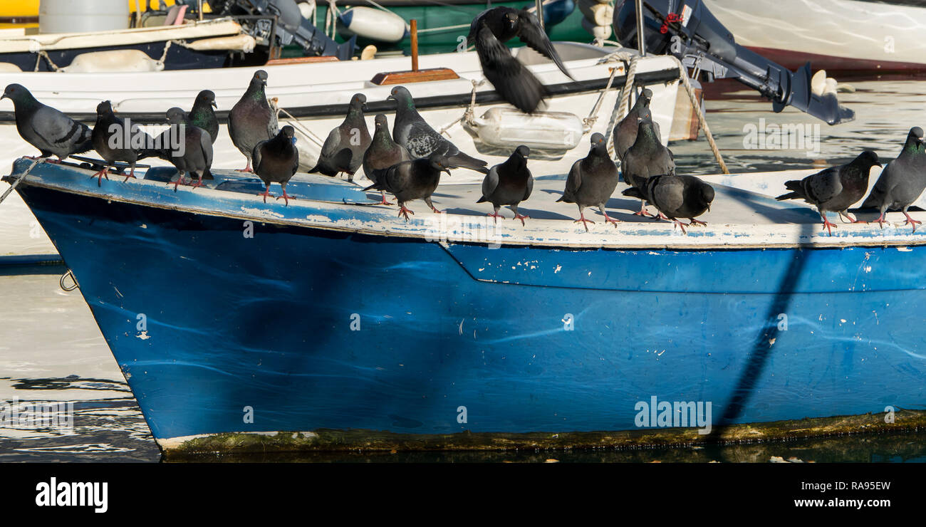 Pigeons on the pier hi-res stock photography and images - Alamy