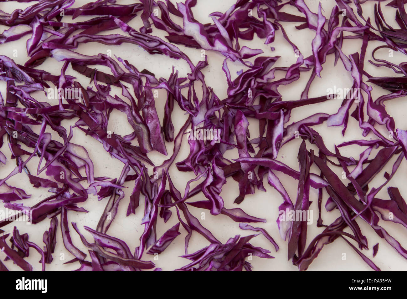 Abstract background view of fresh red sliced cabbage on white ...