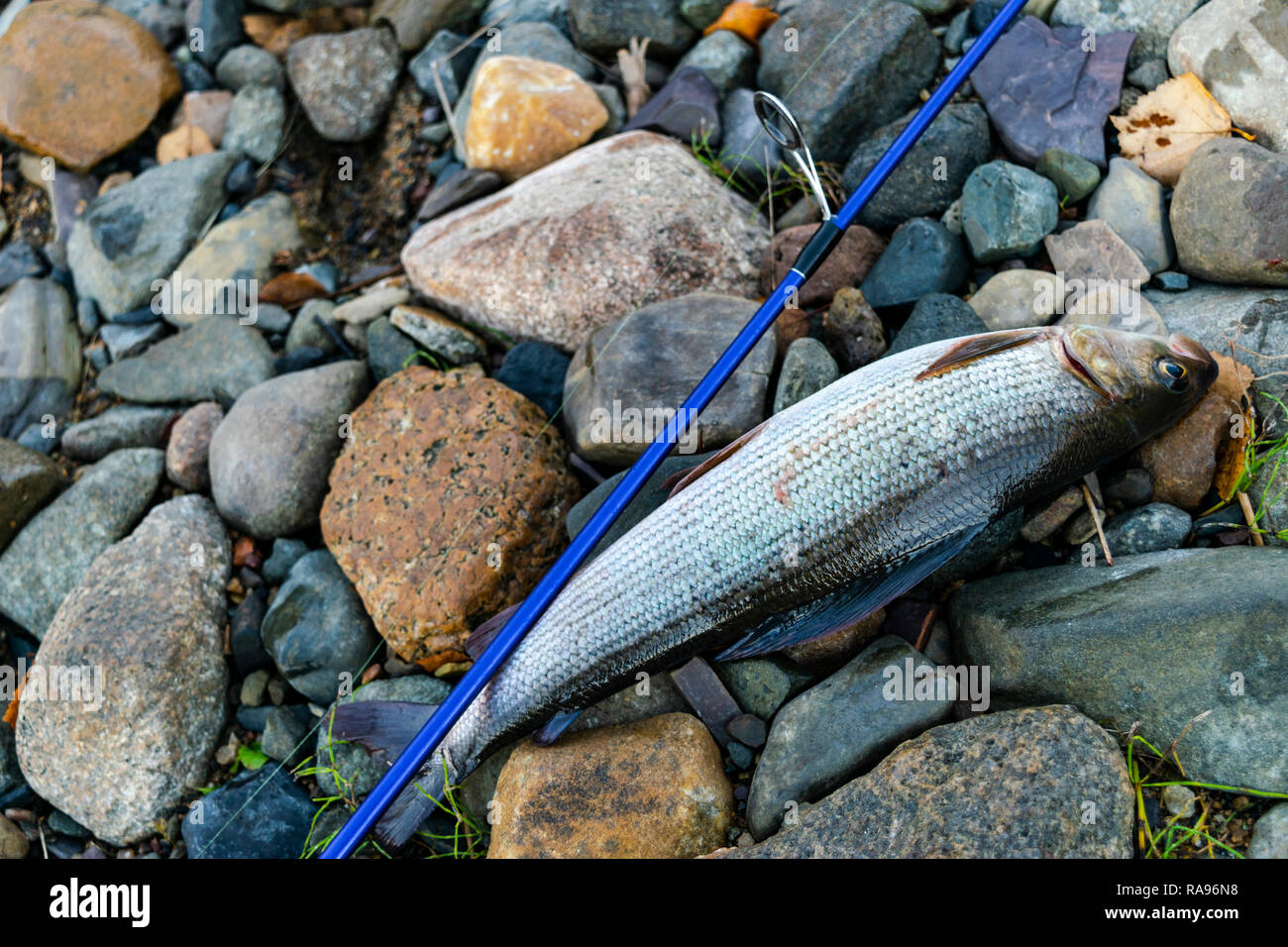 Releasing trout underwater hi-res stock photography and images - Alamy