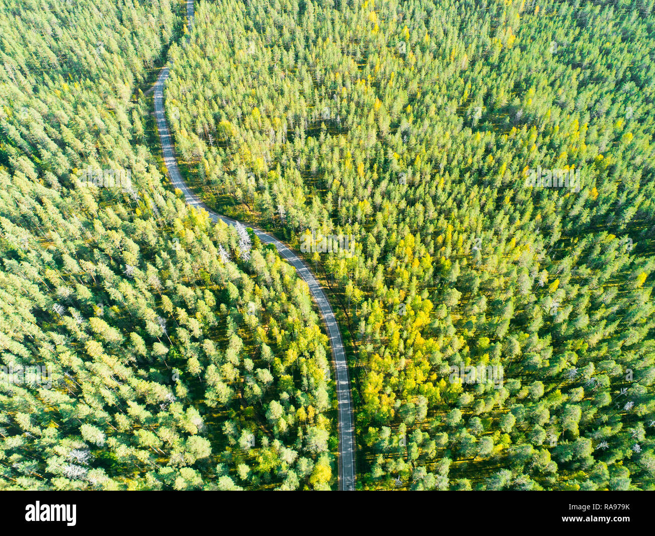 Aerial view of a country road in the forest with moving cars. Landscape ...