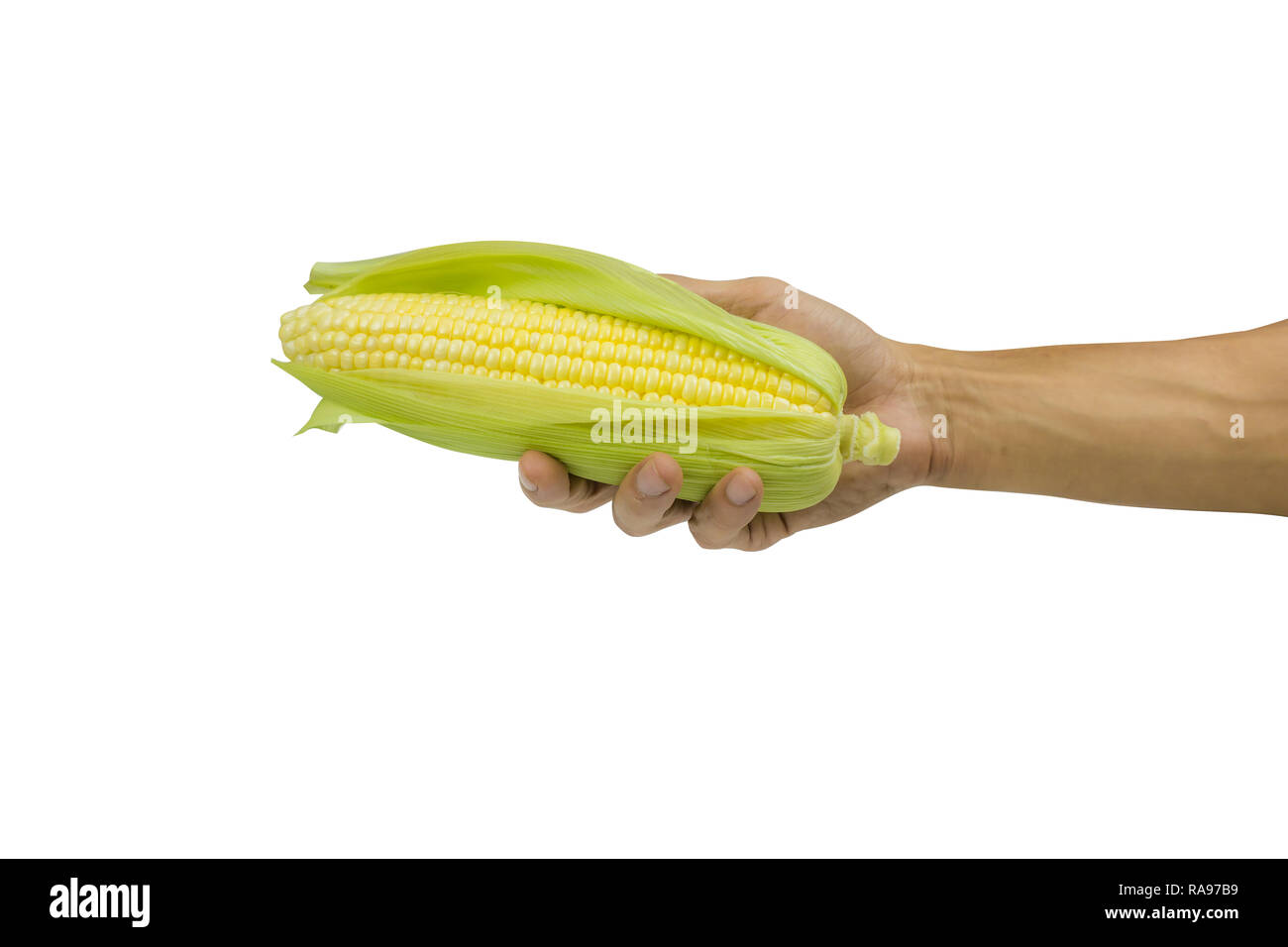 A man hand holding fresh sweet corn cobs with leaves isolated on white ...